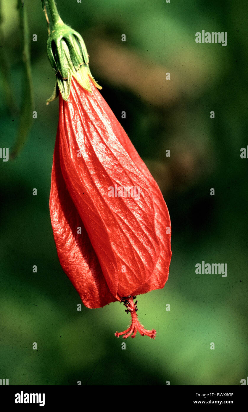 Hibiscus wax mallow blossom flourish closed malvaviscus arboreus red ...