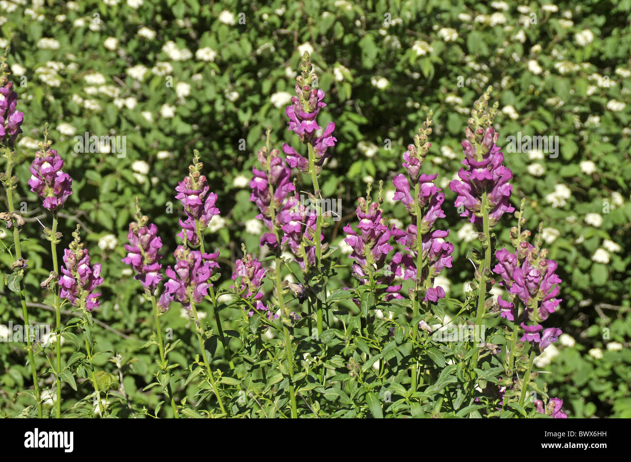 plant flower wild pyrenees spain flower flowers plant plants wildflower ...