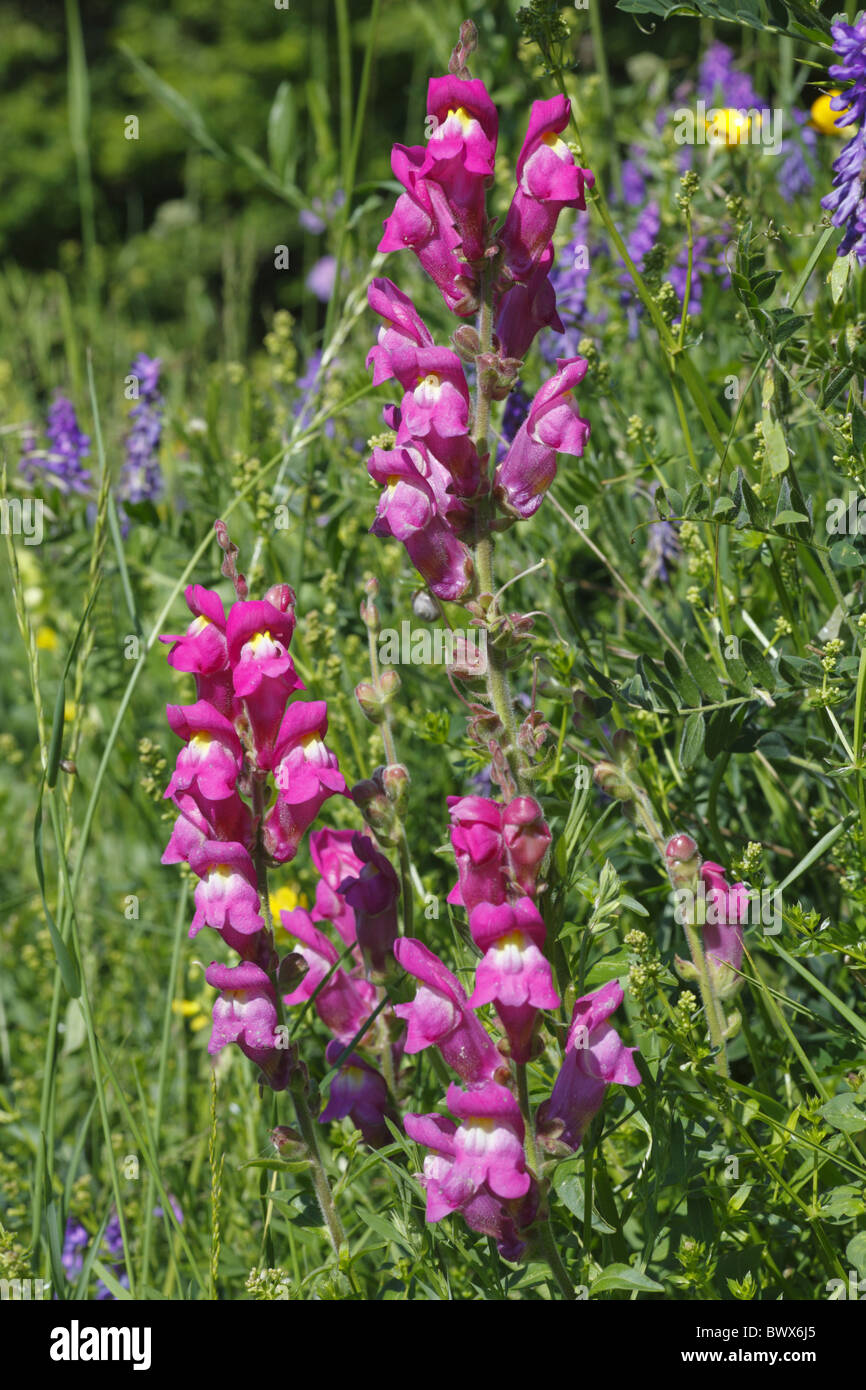 France French Pyrenees ariege nature natural wild wildlife environment ...