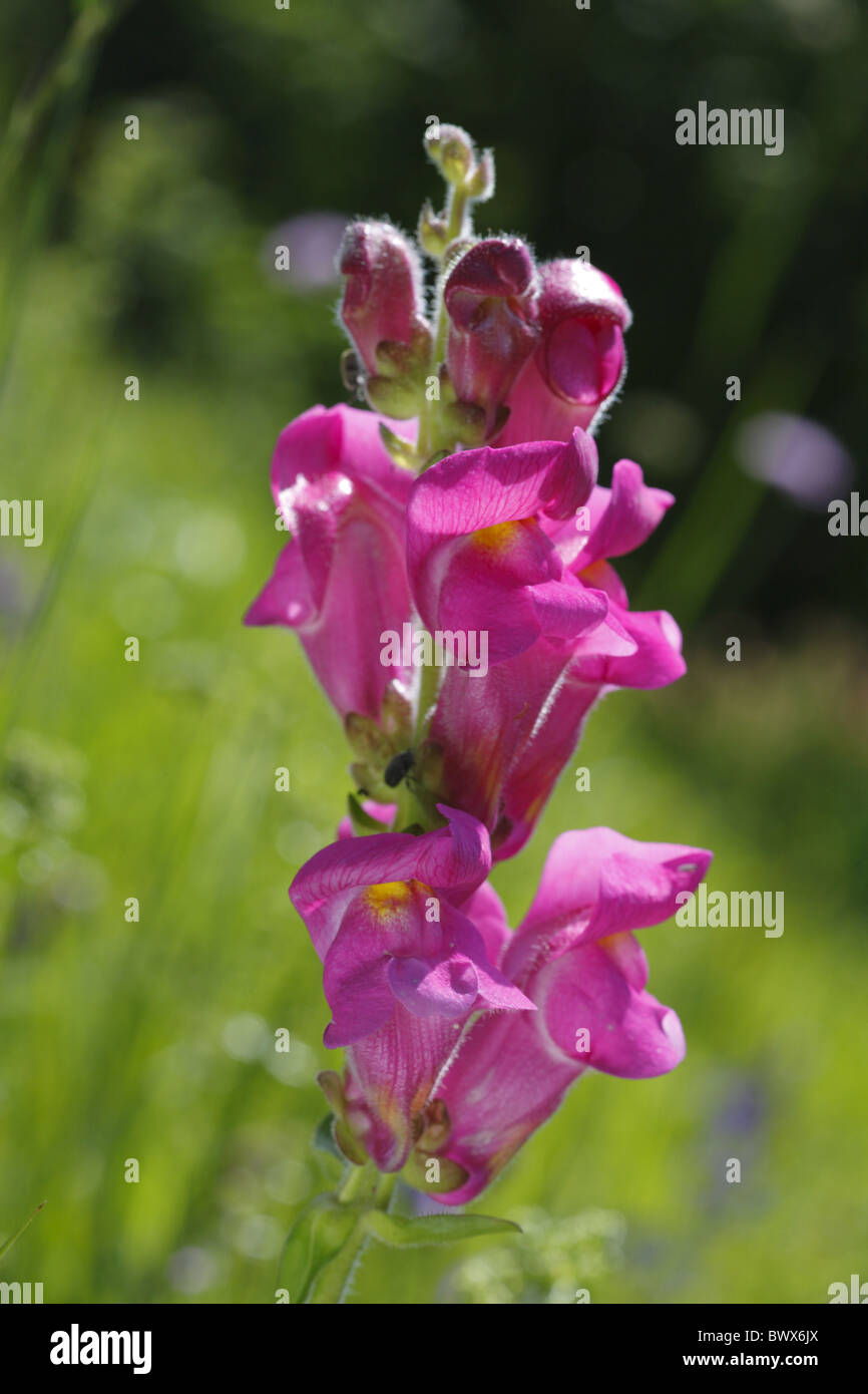 France French Pyrenees ariege nature natural wild wildlife environment ...