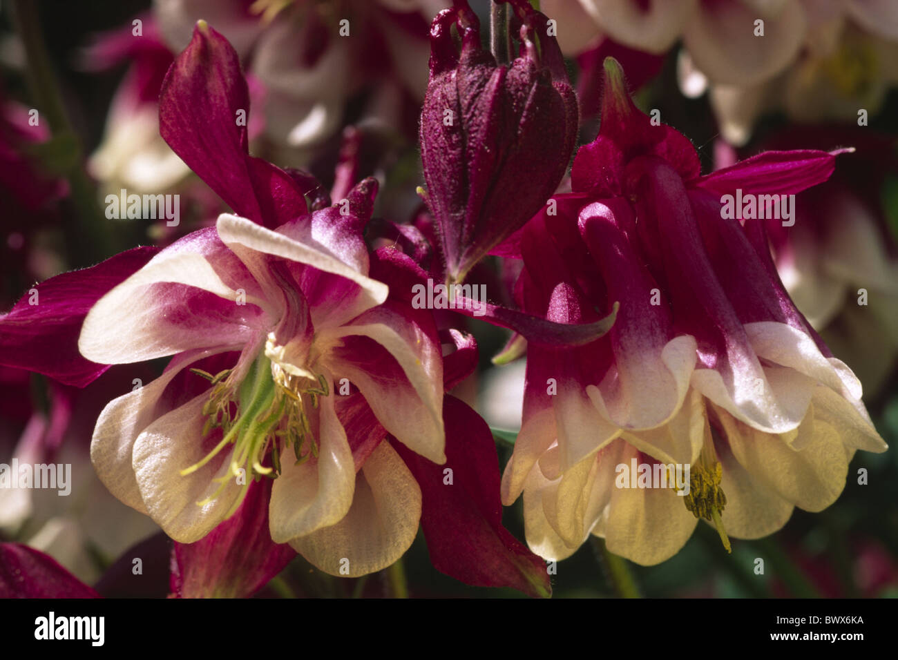 Columbine aquilegia sp flowers hi-res stock photography and images - Alamy