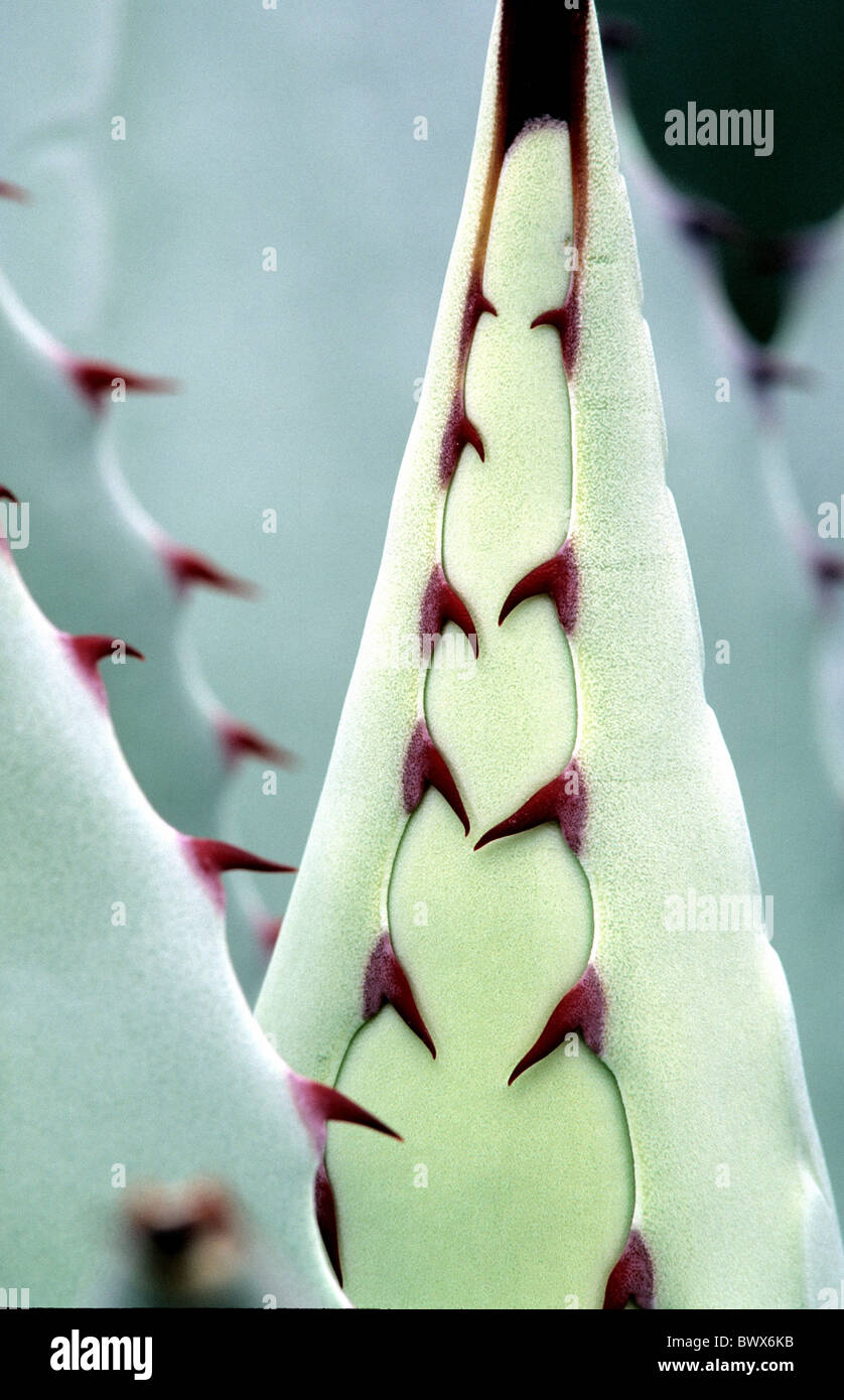 Agave spec hi-res stock photography and images - Alamy