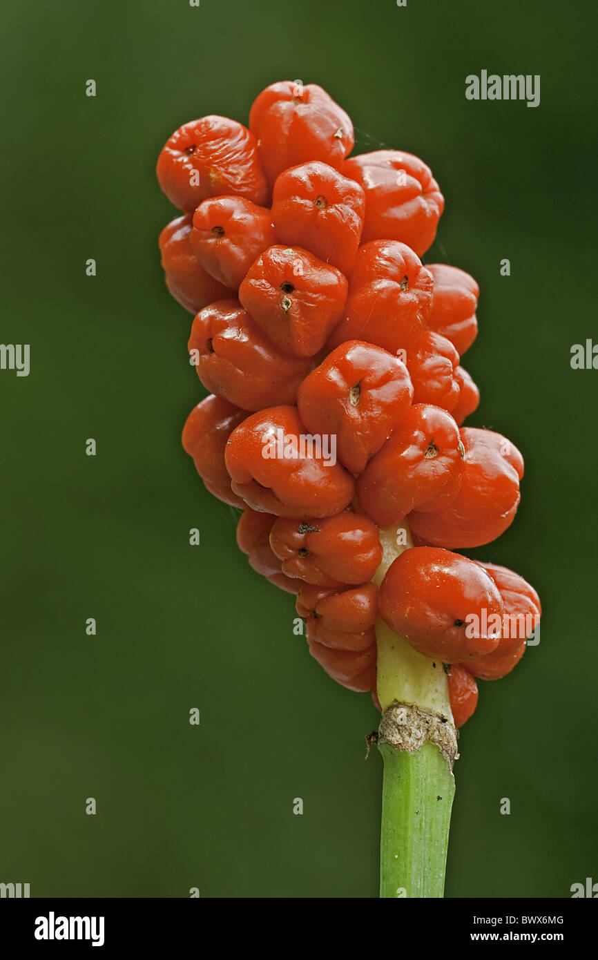 Aracea Arum Arum maculatum Lords and Ladies Warwickshire berry colour ...