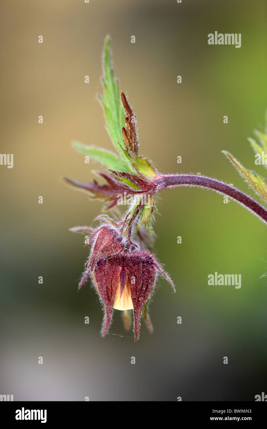 Water Avens Geum rivale close-up flowers Germany Stock Photo - Alamy