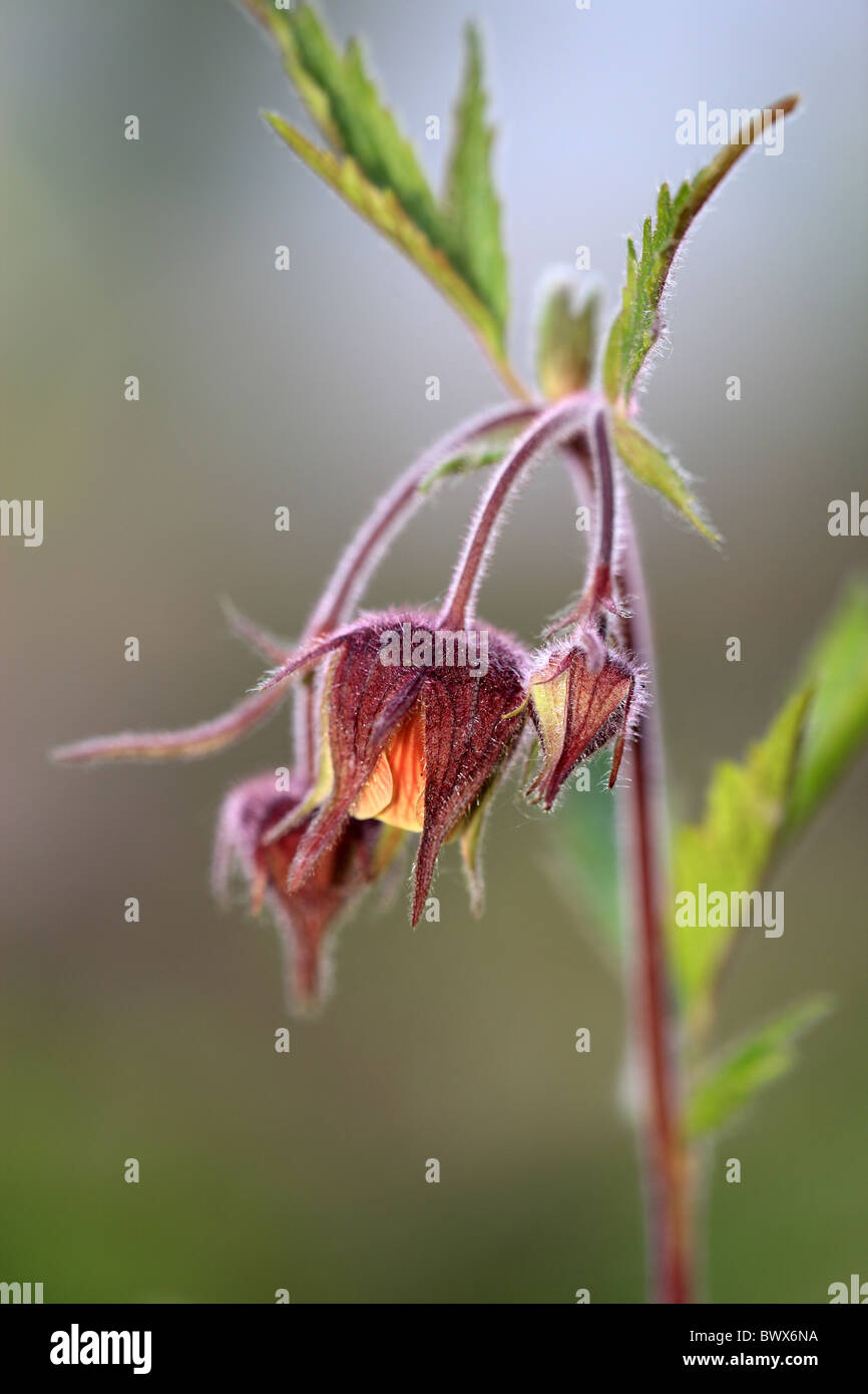 Water Avens Geum rivale close-up flowers Germany Stock Photo - Alamy