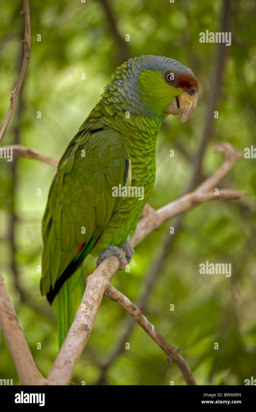 Lilac-crowned Parrot (Amazona finschi) - Mexico - Inhabits tropical ...