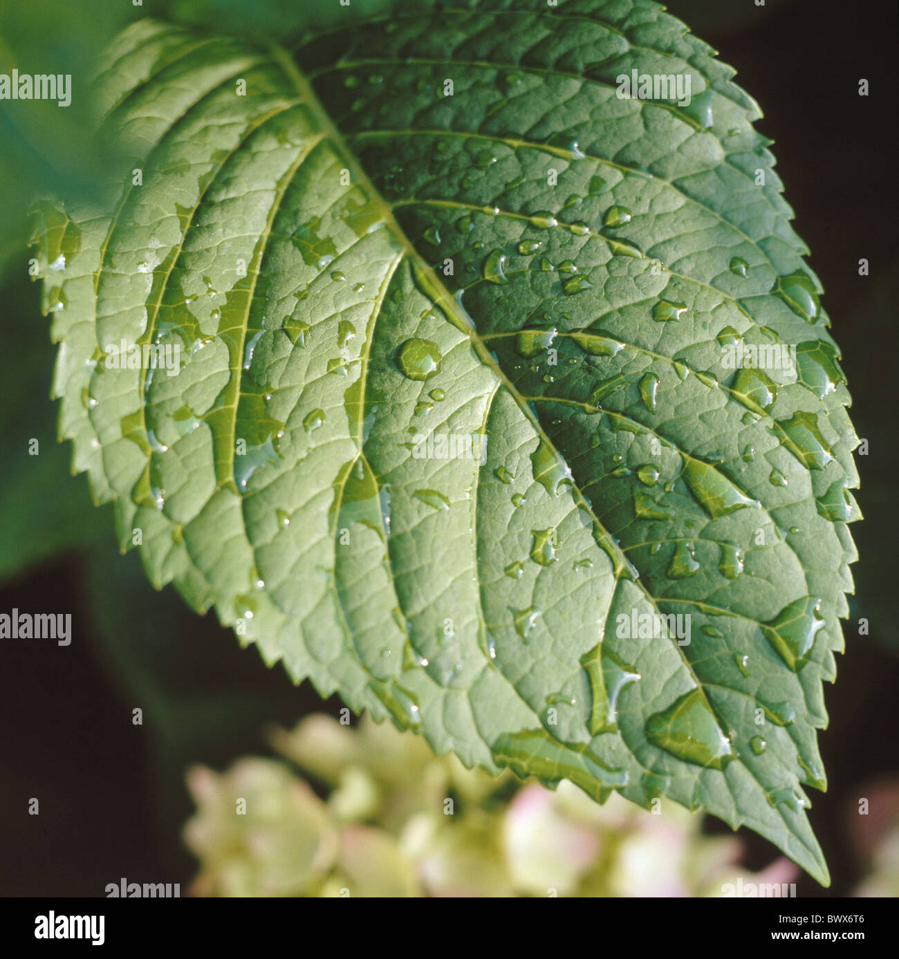 leaf detail hydrangea shrub bush green structure Stock Photo - Alamy