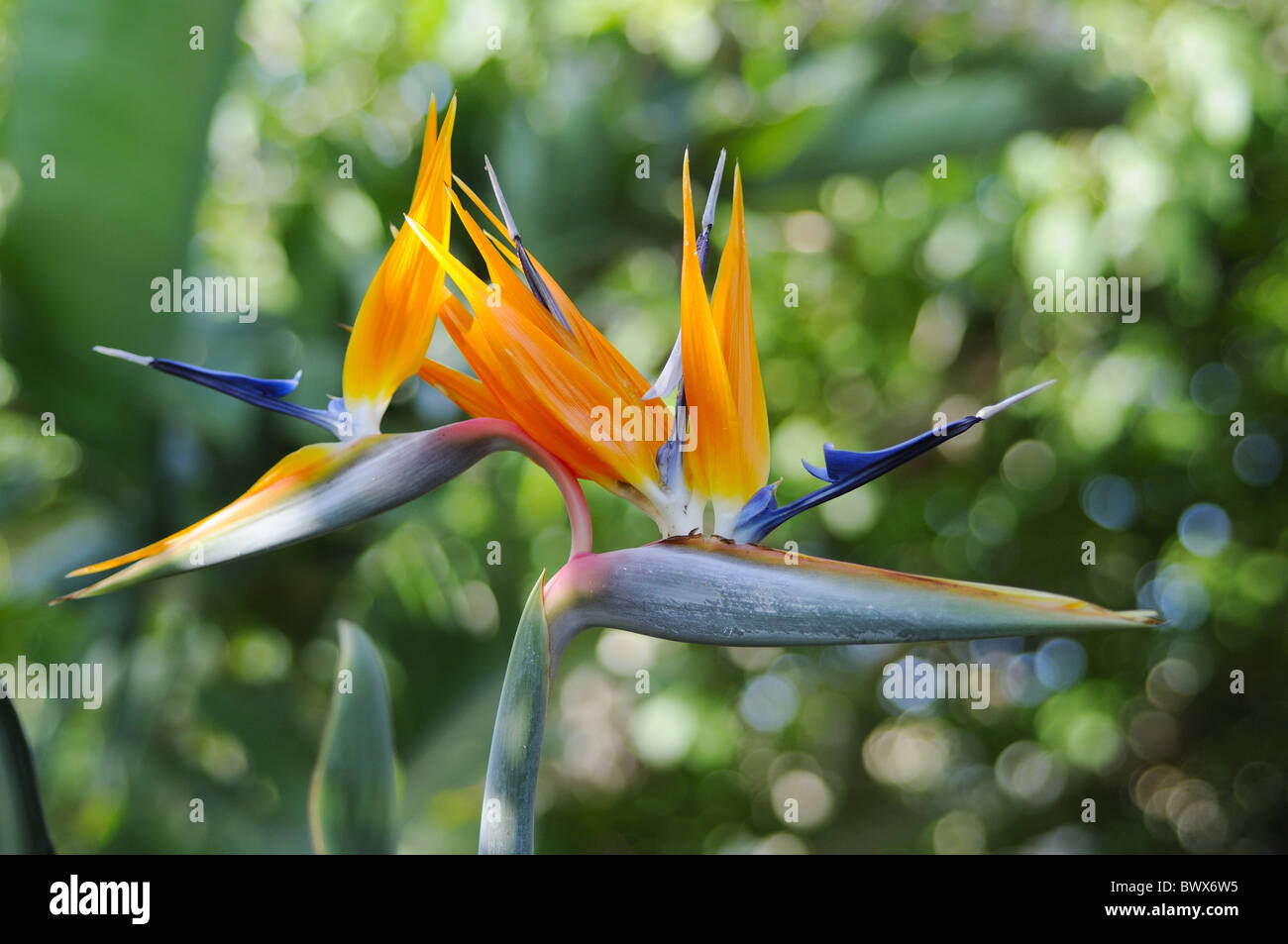 Sterlitzia reginae flower flowers plant plants nature africa african ...