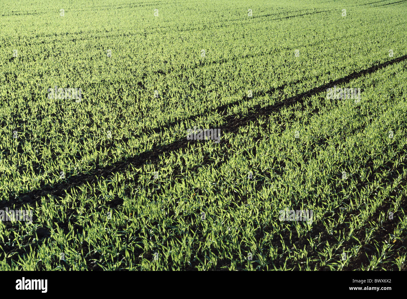 field grain rows grow winter wheat wheat agriculture Stock Photo - Alamy