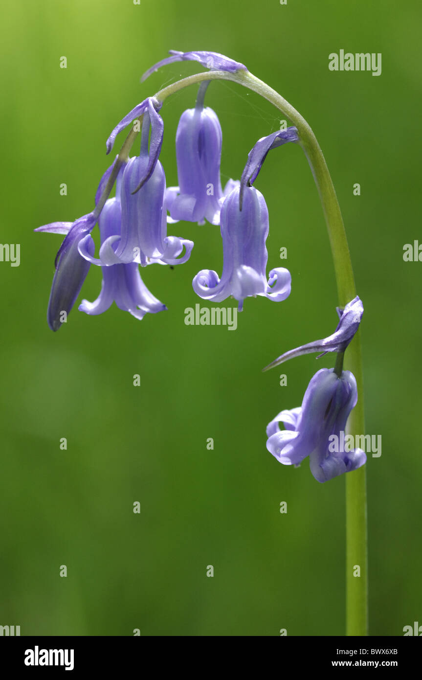Bluebell Hyacinthoides non-scriptus Dumfries and Galloway Wood of Cree ...