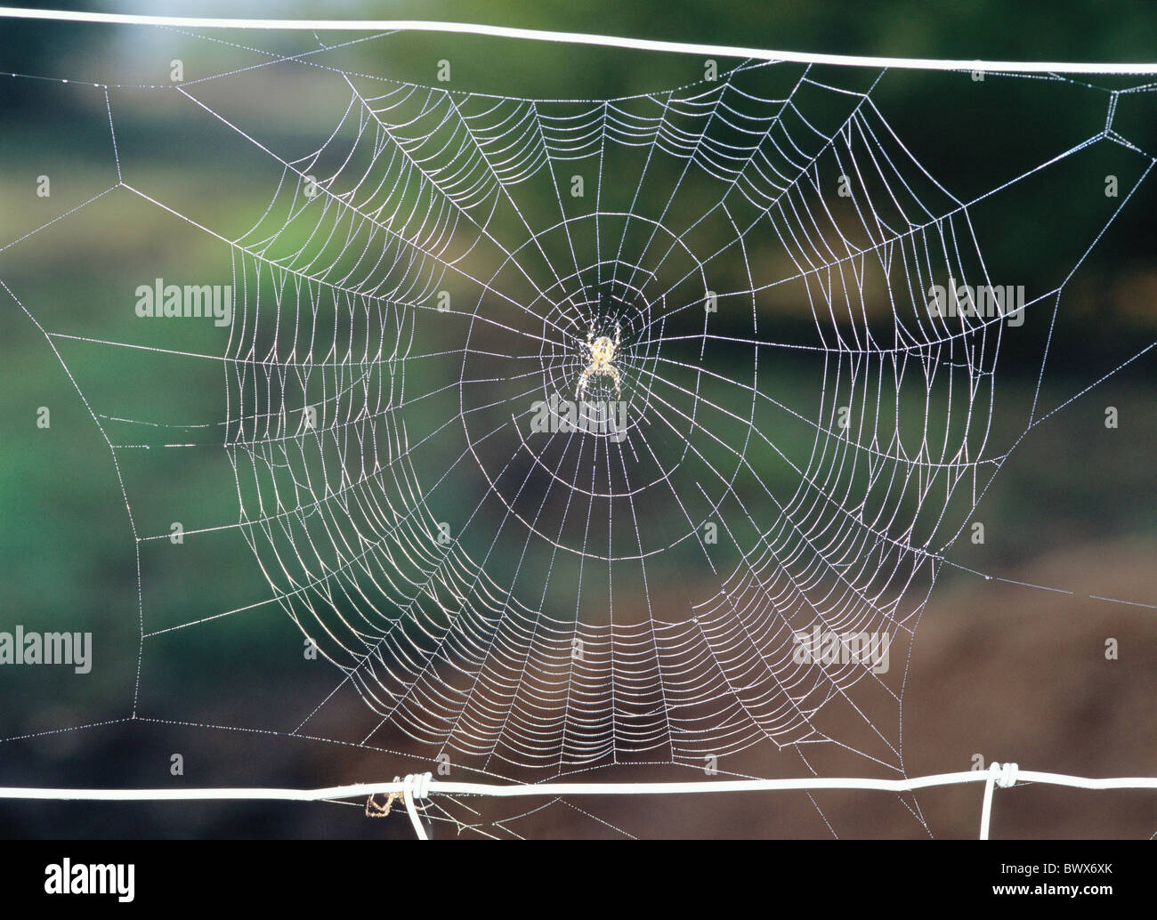back light wire netting net autumn spider spider net dewdrop Stock ...