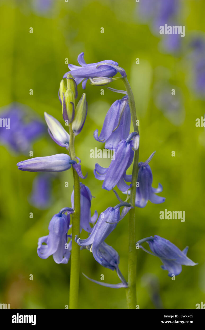 Common Endymion non-scriptus Hyacinthoides non-scripta Wildflowers ...