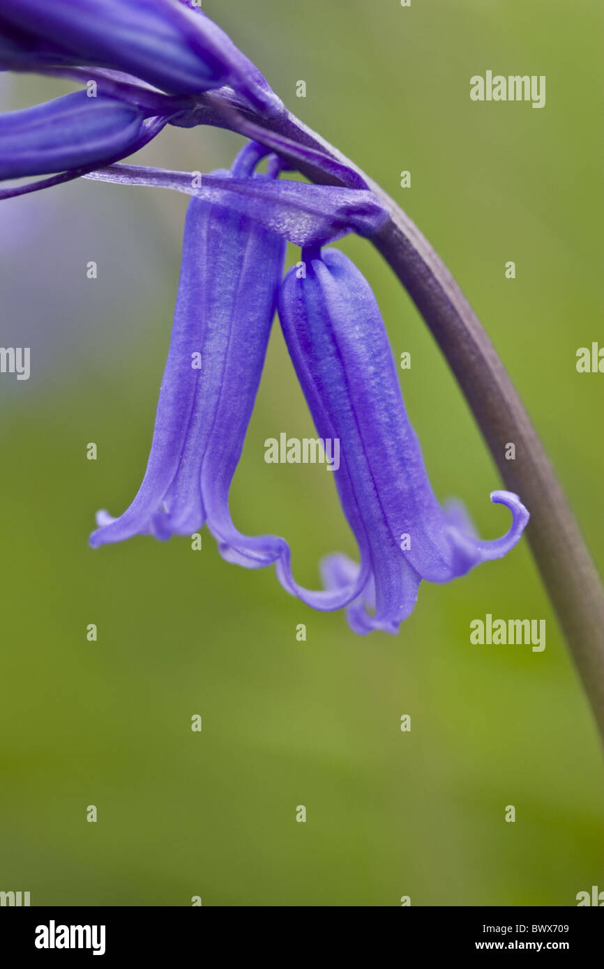 Common Endymion non-scriptus Hyacinthoides non-scripta Wildflowers ...
