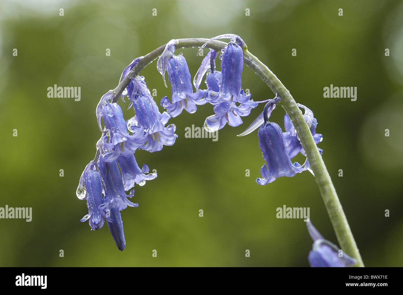 Bluebell Endymion non-scriptus close-up flowers Stock Photo - Alamy