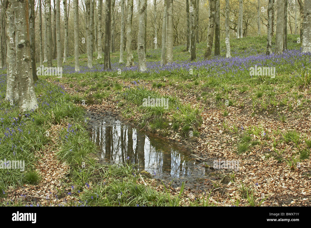 en masse trees bluebells Devon spring woodland Endymion non-scriptus ...