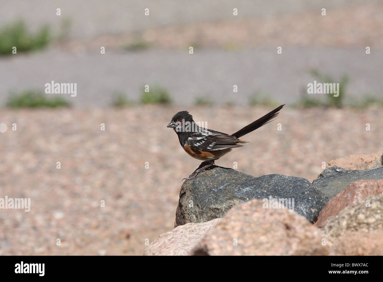 Rufous-sided Towhee (Pipilo erythrophthalmus) western race, adult male ...
