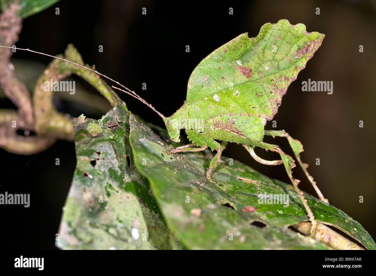 Katydid amazon hi-res stock photography and images - Alamy