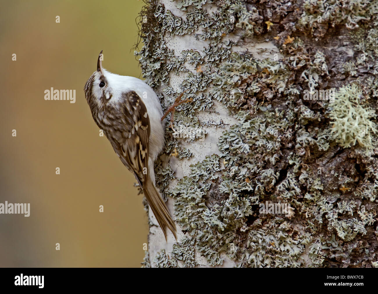 Common treecreepers hi-res stock photography and images - Alamy