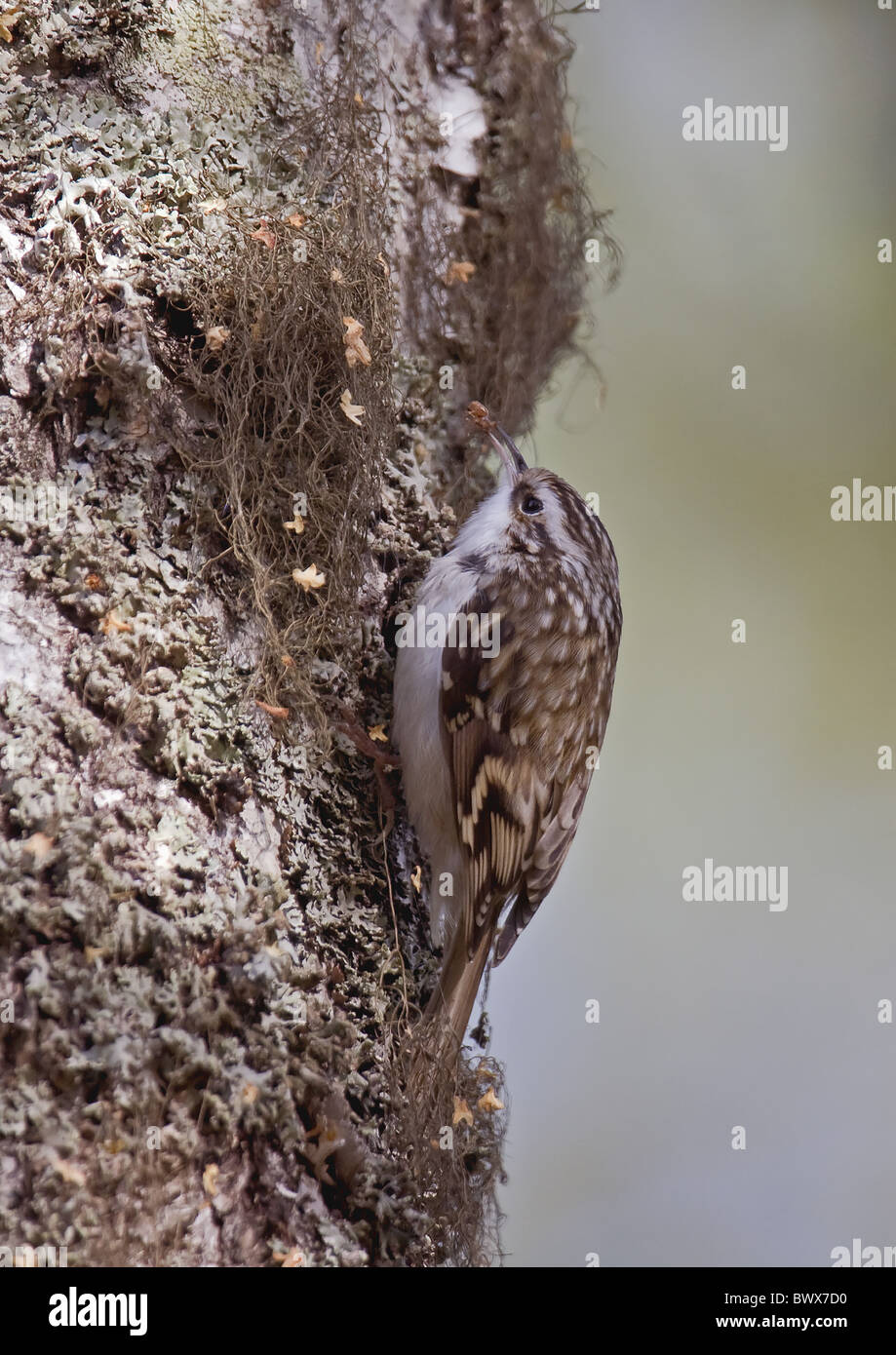 Common Treecreeper Certhia familiaris Stock Photo - Alamy