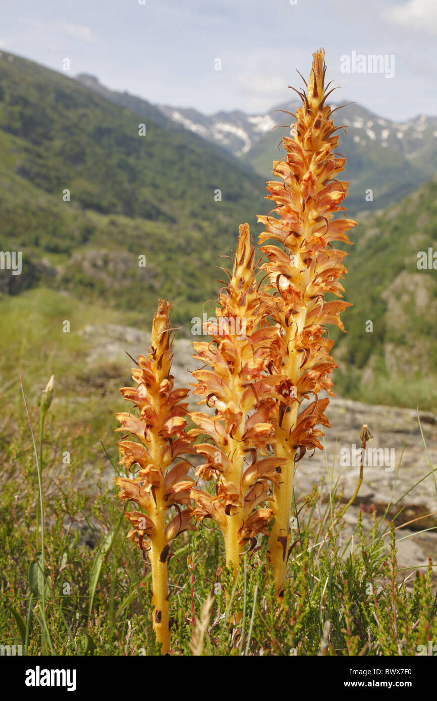 France French Pyrenees ariege nature natural wild wildlife environment ...