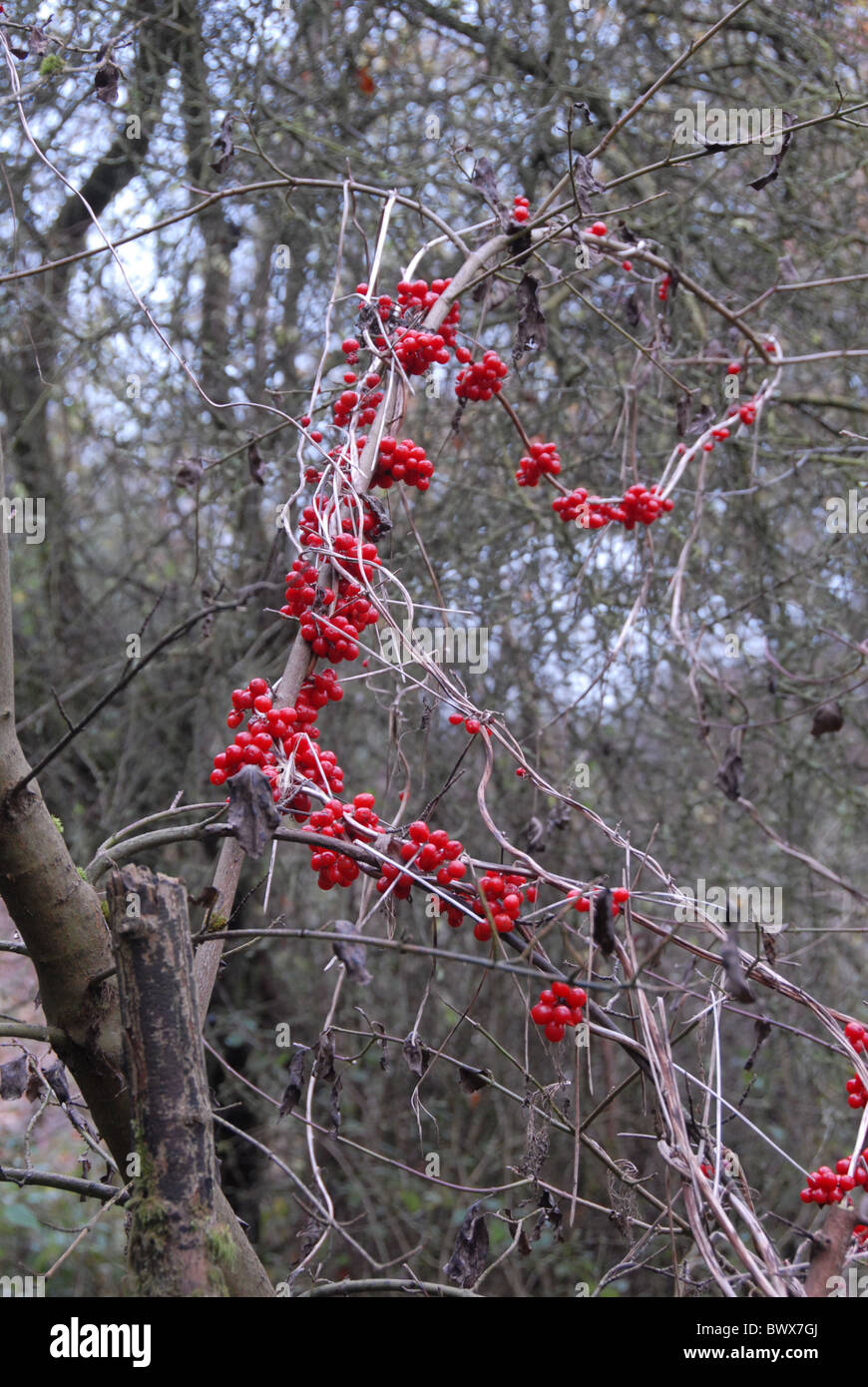 Red berries black climbing plant hi-res stock photography and images ...