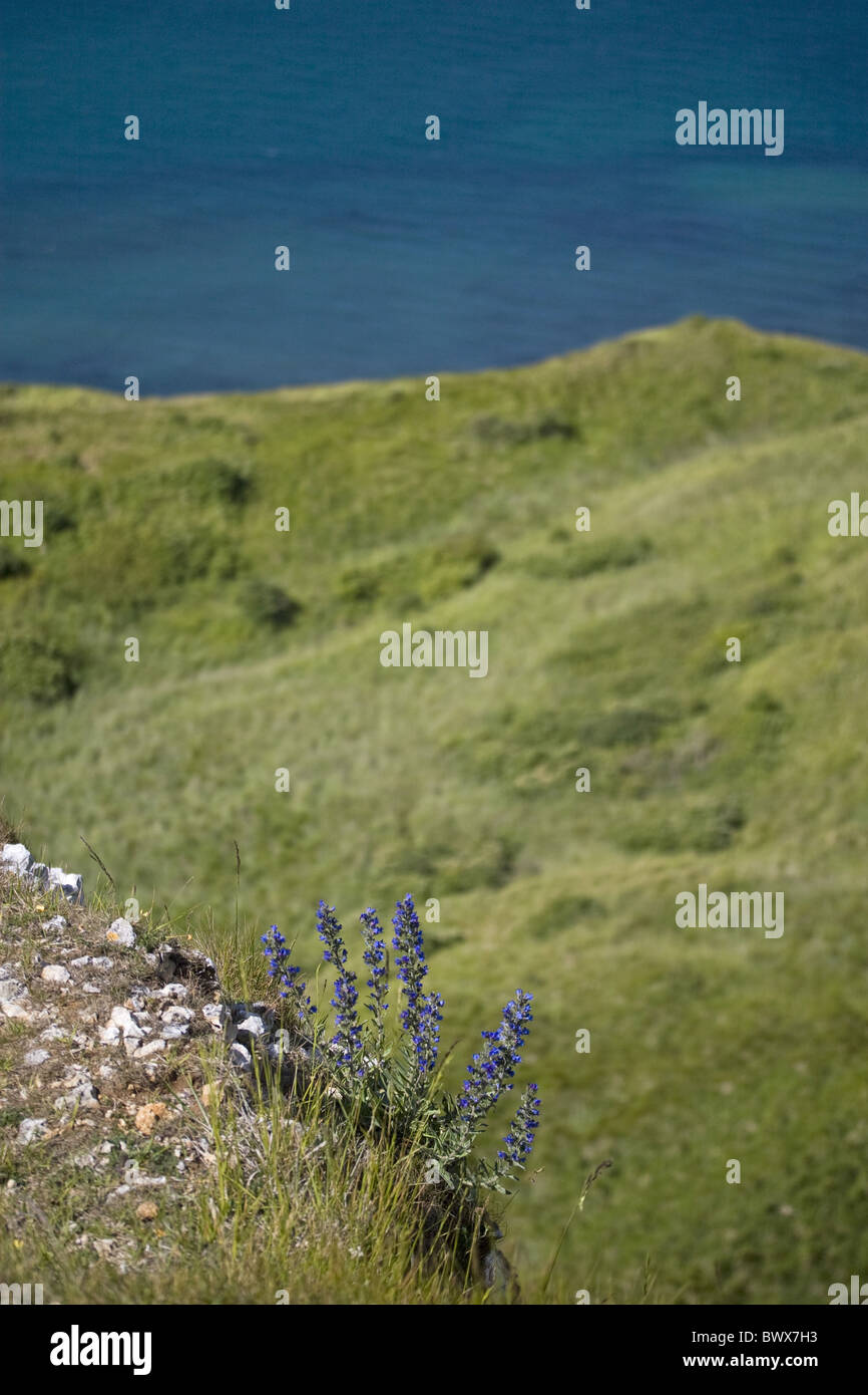 britain british england english europe european echium flowering ...