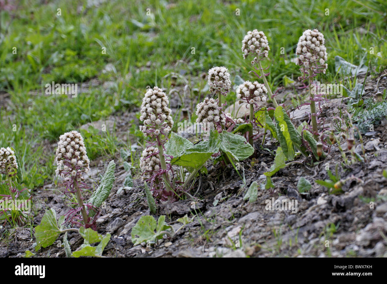 Common Butterbur Petasites hybridus flowering Stock Photo - Alamy