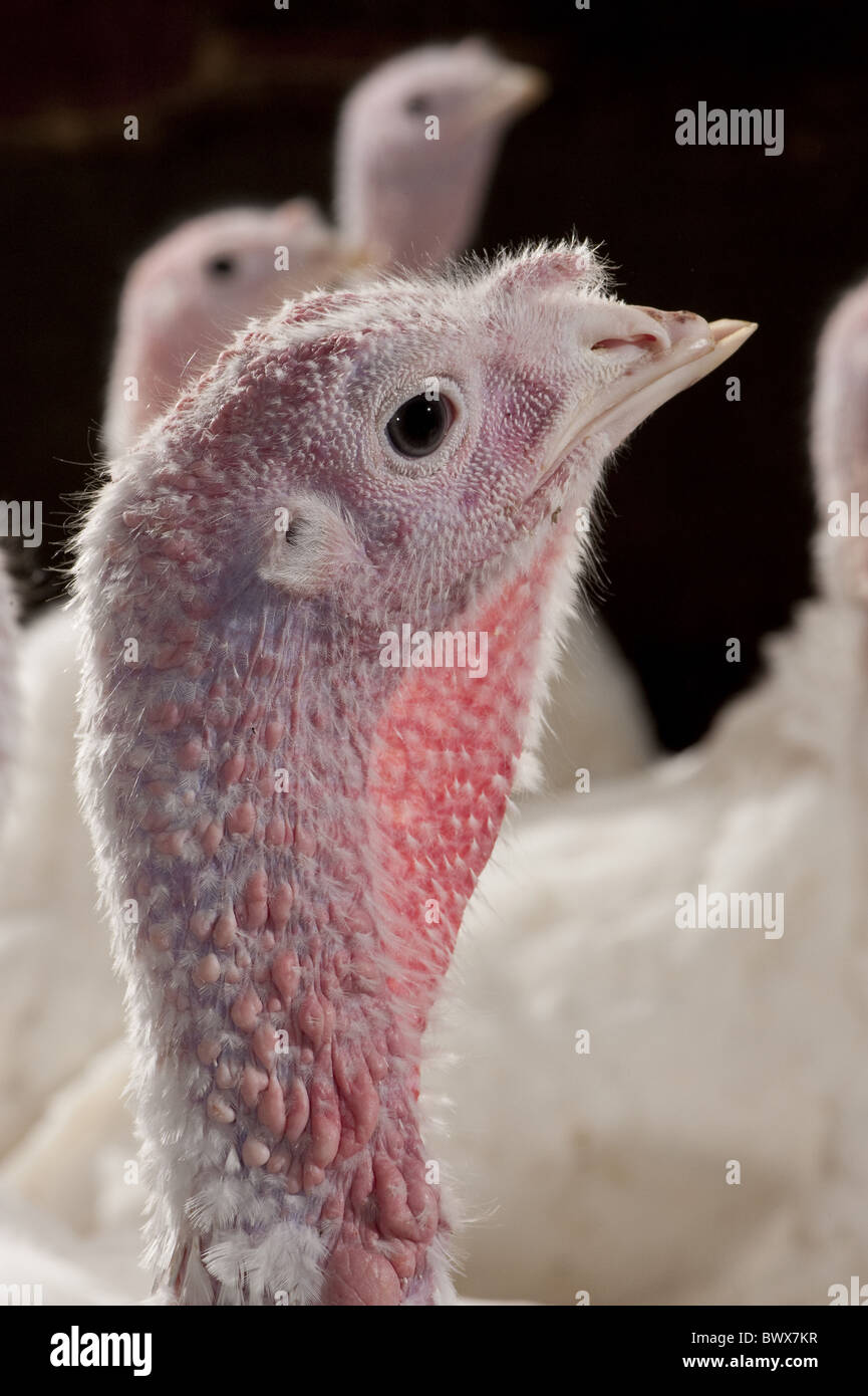 Domestic Turkey, white flock, close-up of heads, showing 'de-beaked ...