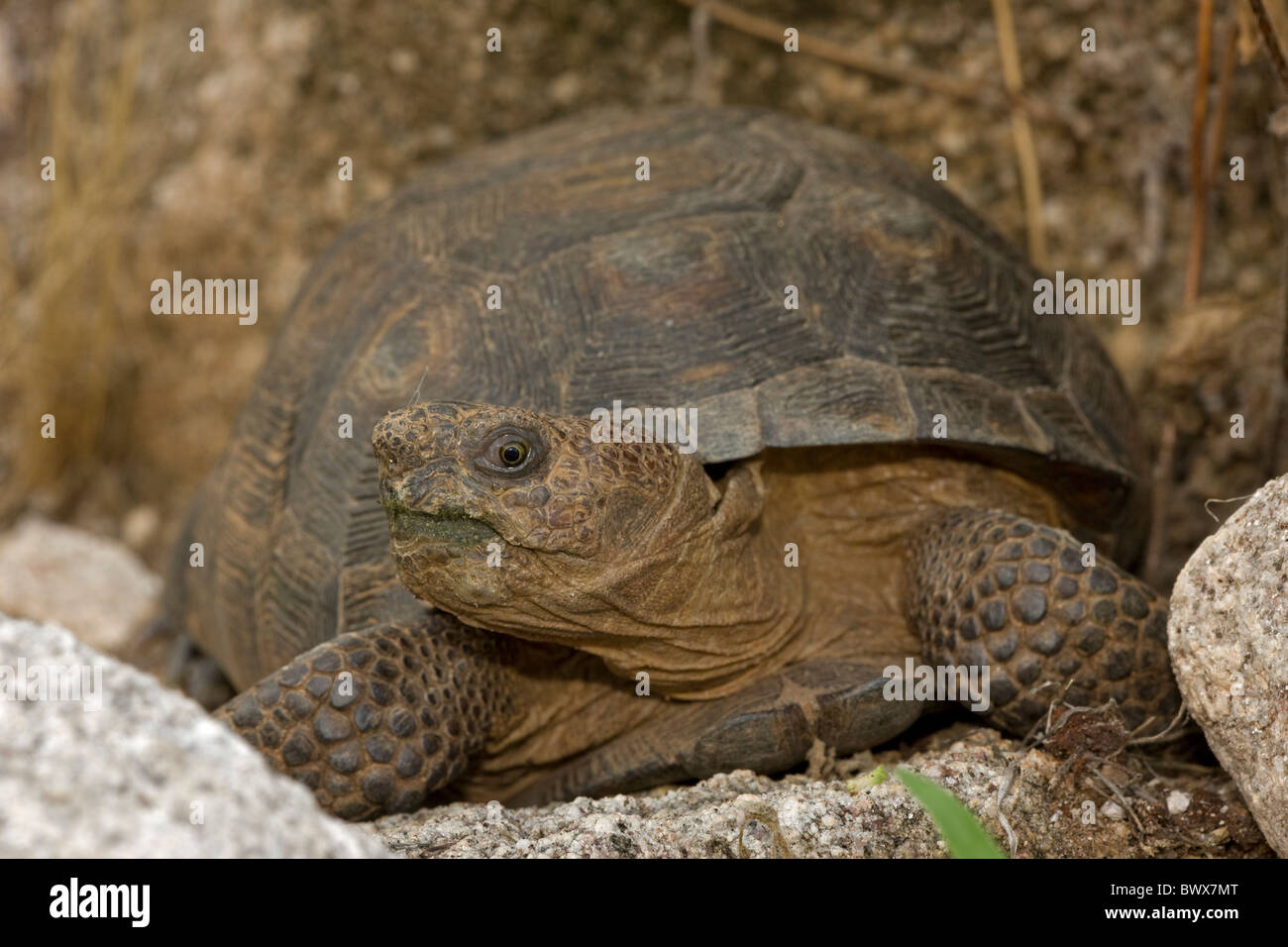 Desert Tortoise (Gopherus agassizii ) Arizona - A completely ...