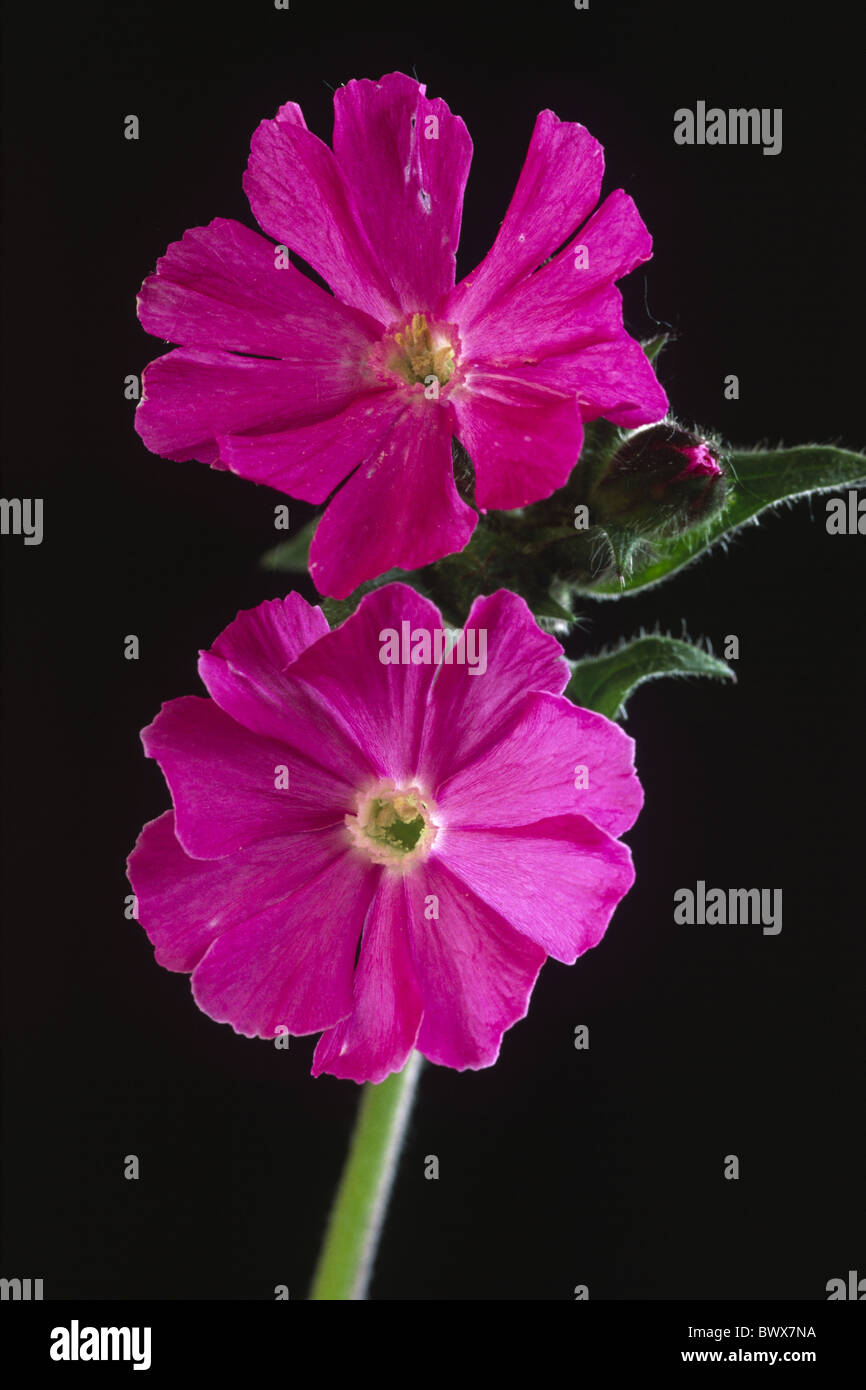 Silene dioica red campion nature natural wild wildlife environment ...