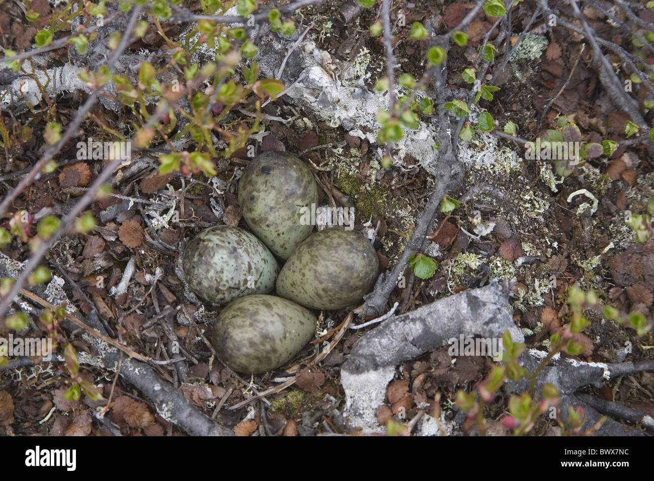 Ruddy Turnstone (Arenaria interpres) nest with four eggs, Varangerfjord ...
