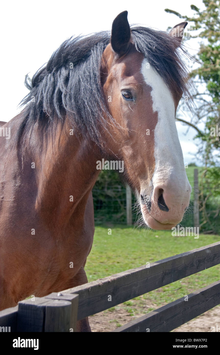 Shire horse field meadow hi-res stock photography and images - Alamy