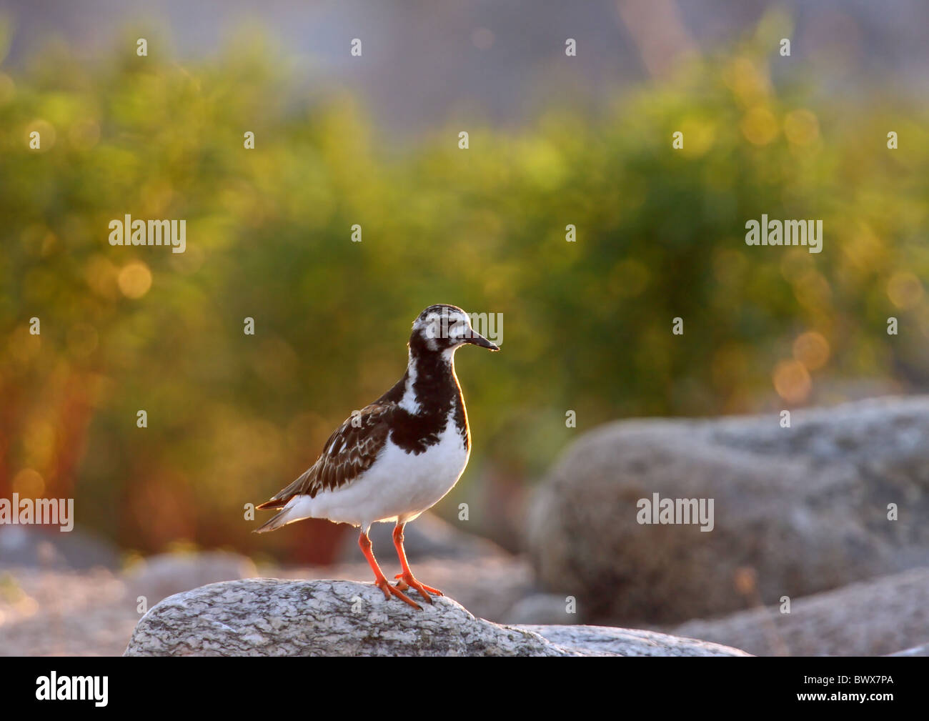 Ruddy Turnstone (Arenaria interpres) adult, summer plumage, standing on ...
