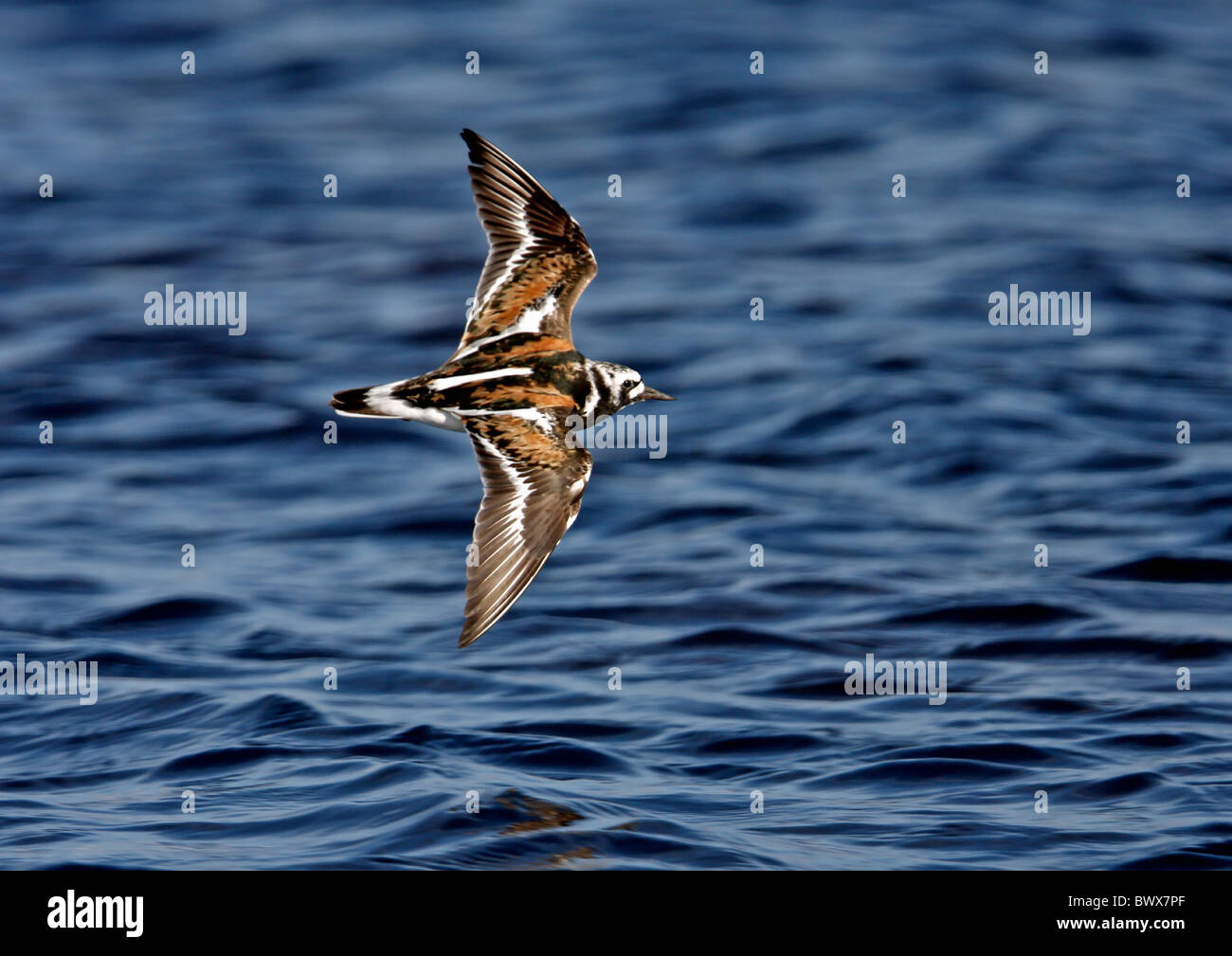 Turnstone in flight hi-res stock photography and images - Alamy