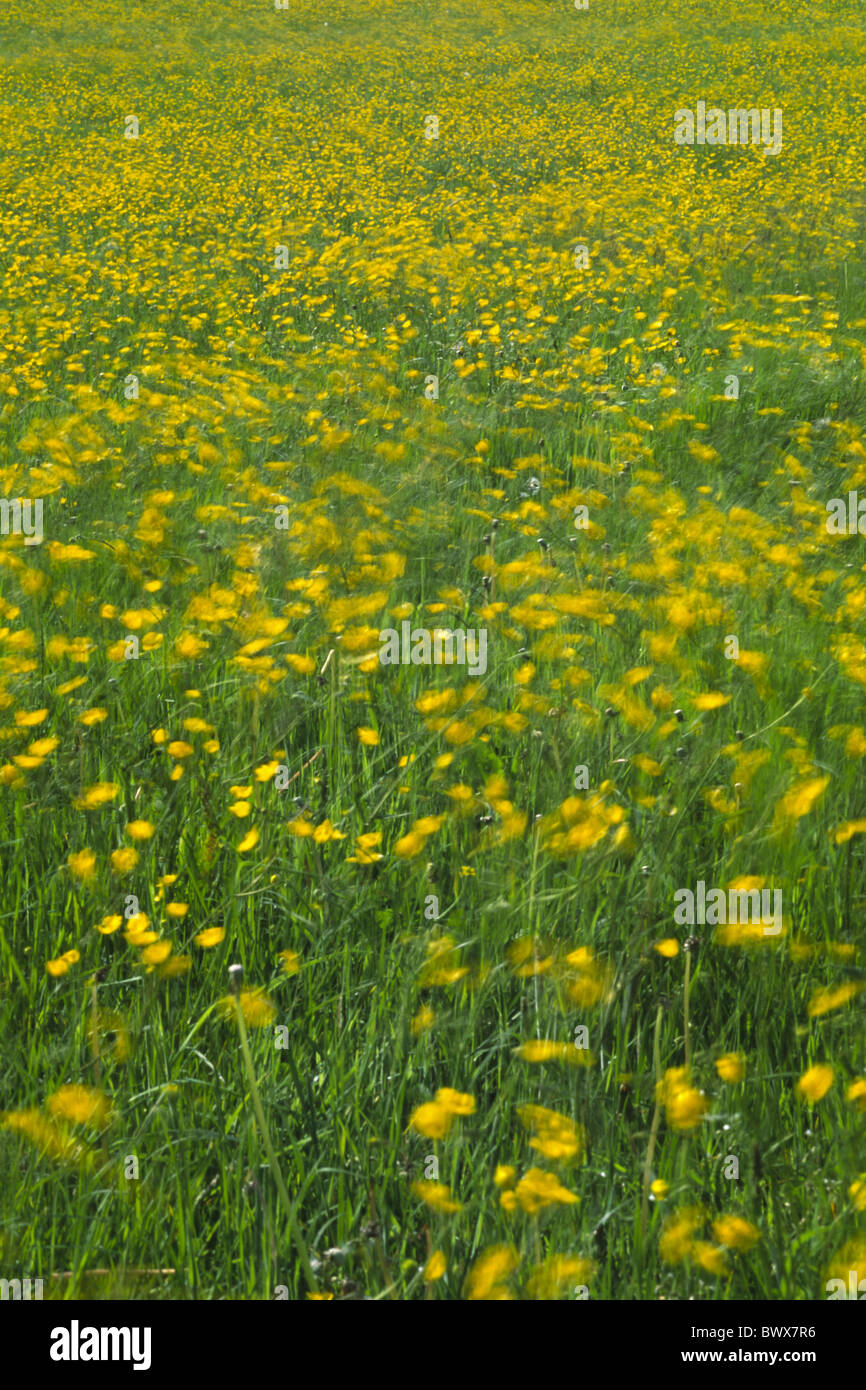 Ranunculus acris meadow buttercup yellow flower flowering nature ...