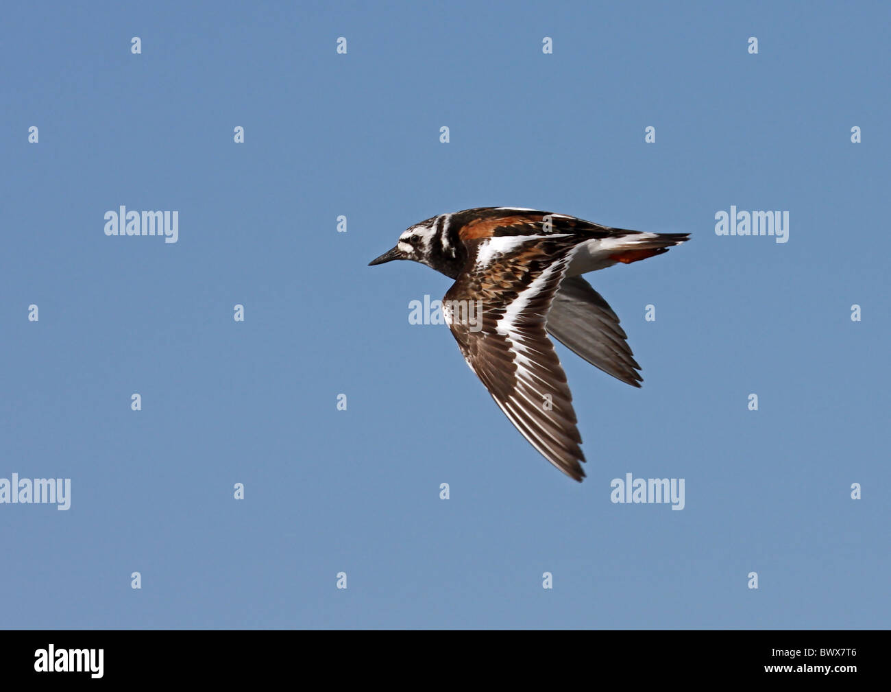 Ruddy Turnstone (Arenaria interpres) adult, summer plumage, in flight ...