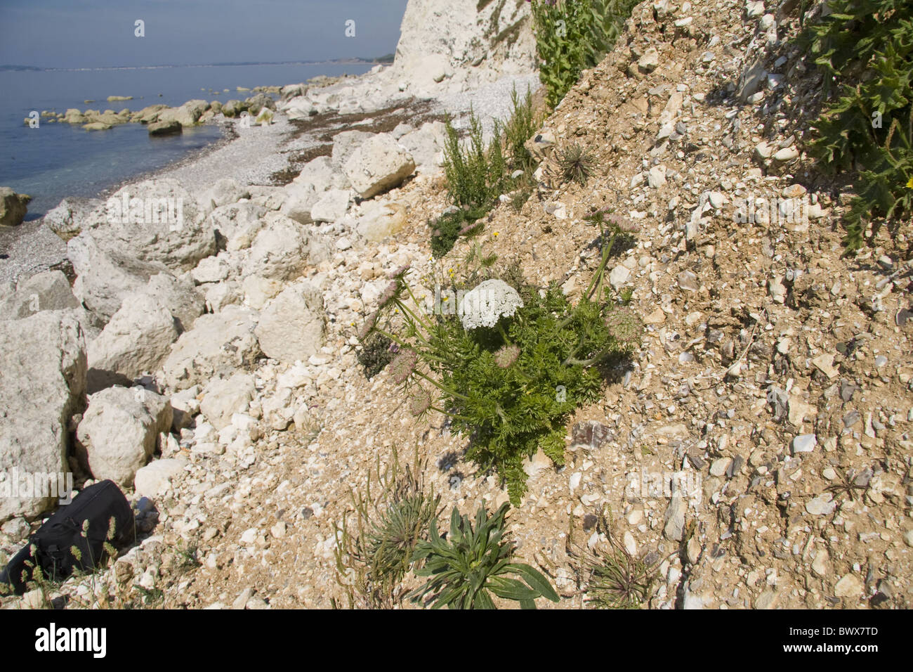 carrot carrots cliff cliffs coast coasts coastal england english europe ...
