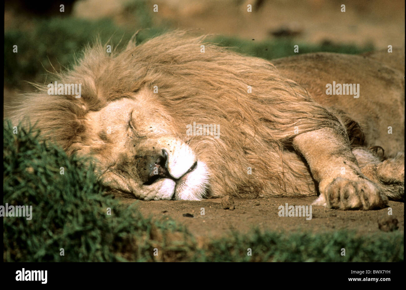 Panthera leon hi-res stock photography and images - Alamy