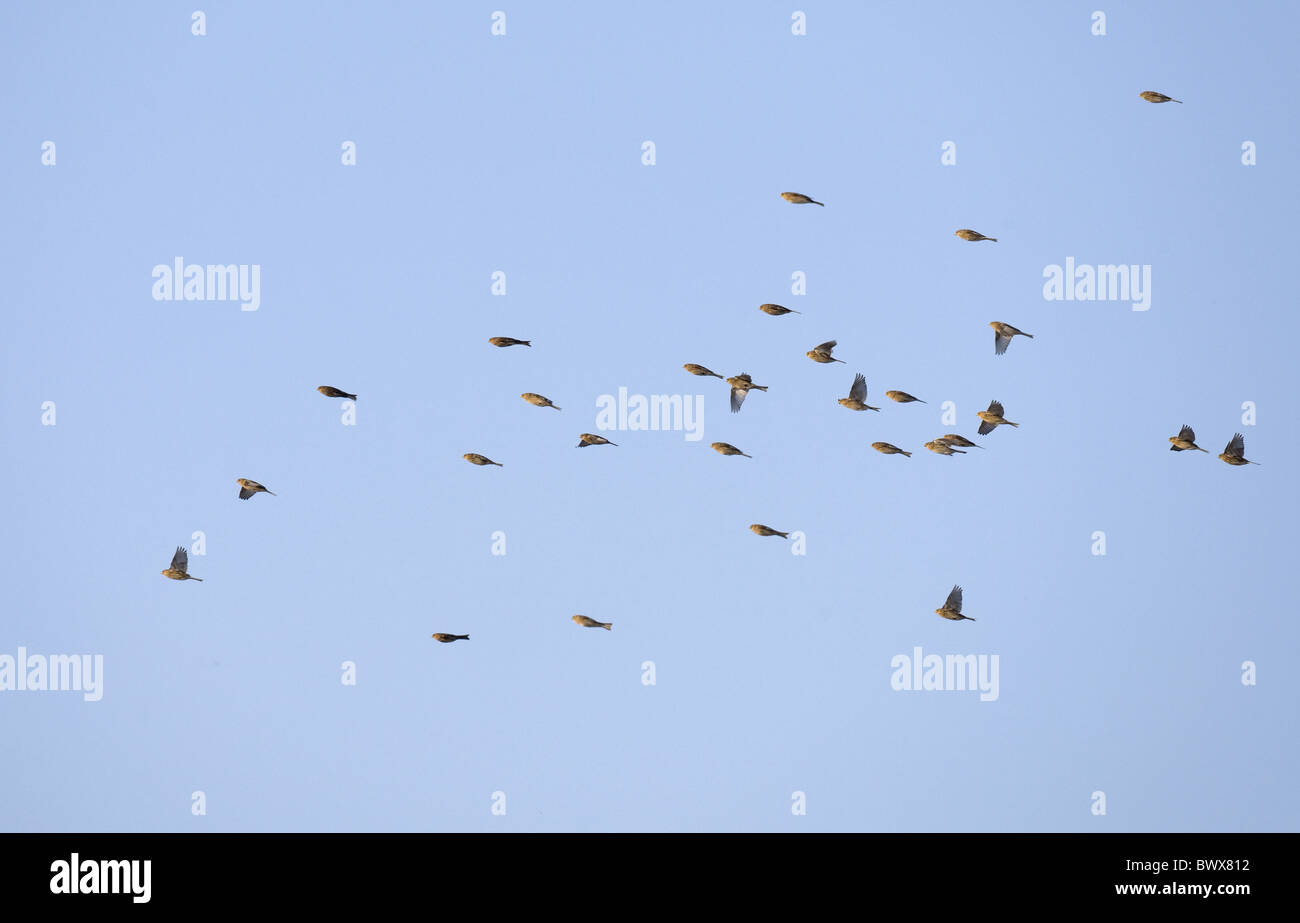 Twite (Acanthis flavirostris) flock, in flight, Norfolk, England ...