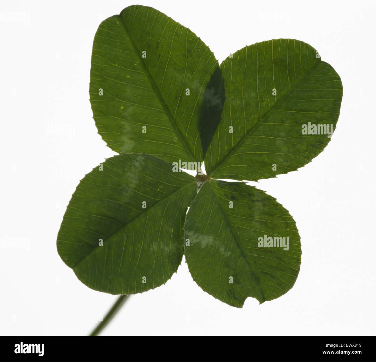 trifolium repens clover white 4 four leaf leaves leafed green luck ...
