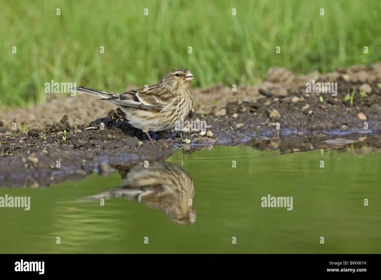 Twite acanthis flavirostris adult hi-res stock photography and images ...
