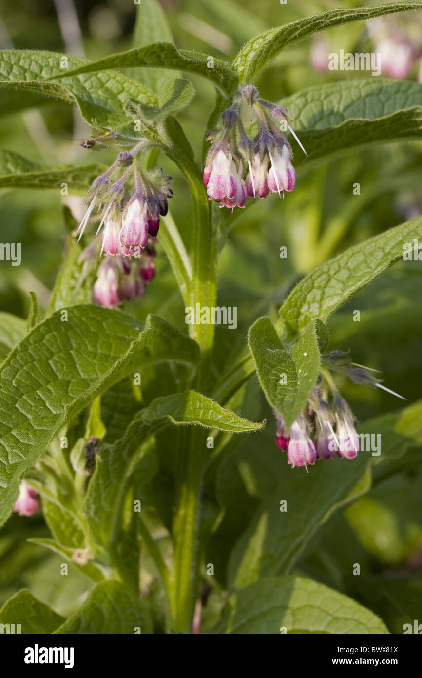Common flowers hi-res stock photography and images - Alamy