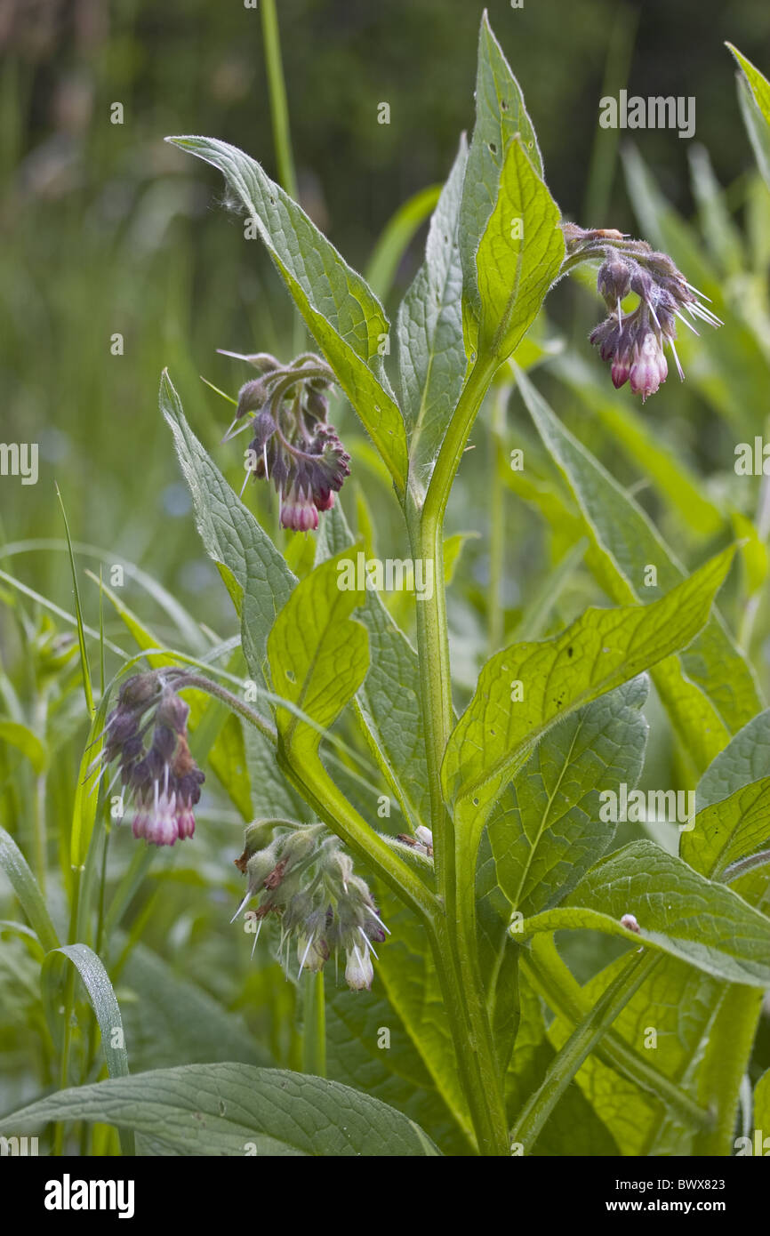 Bloom Blooms Comfrey Comfreys Common Flower Flowers Flowering Nature ...
