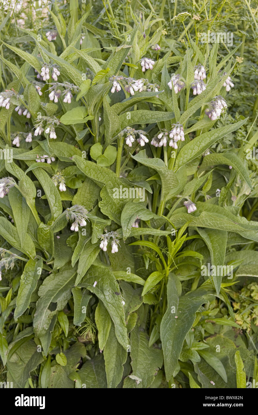 Common Comfrey Boraginaceae Symphytum Officinale Perennial Perennials ...