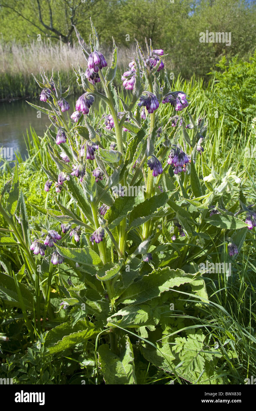 bloom blooms boraginaceae britain british comfrey common dorset england ...