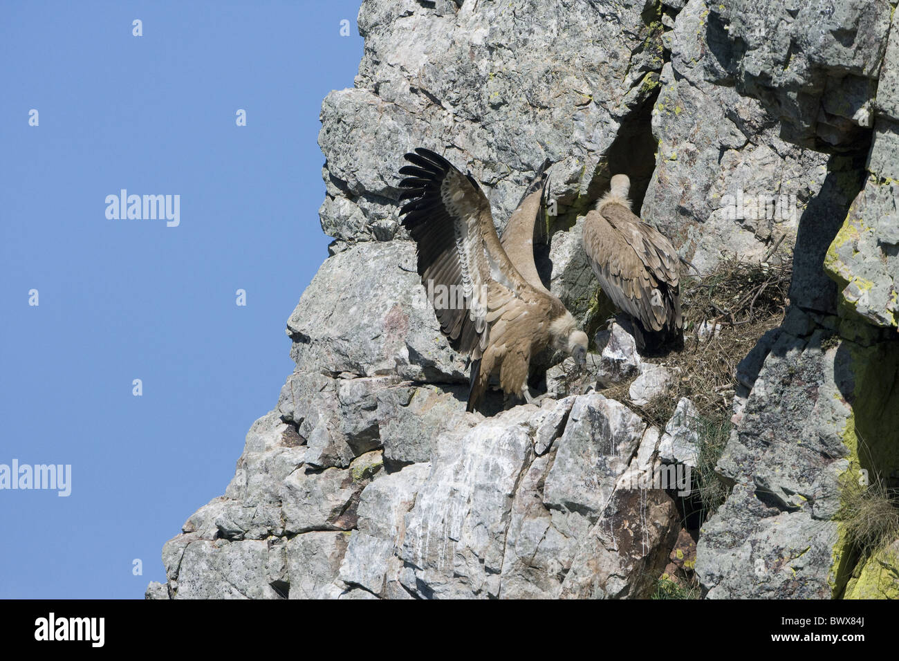 Griffon Vulture Nest Stock Photos & Griffon Vulture Nest Stock Images ...