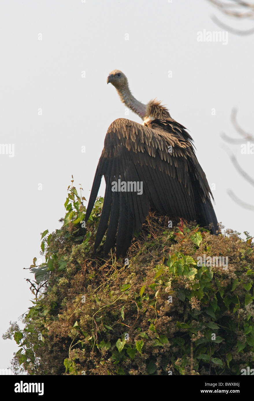 Himalayan Griffon (Gyps himalayensis) immature, perched, wings spread ...