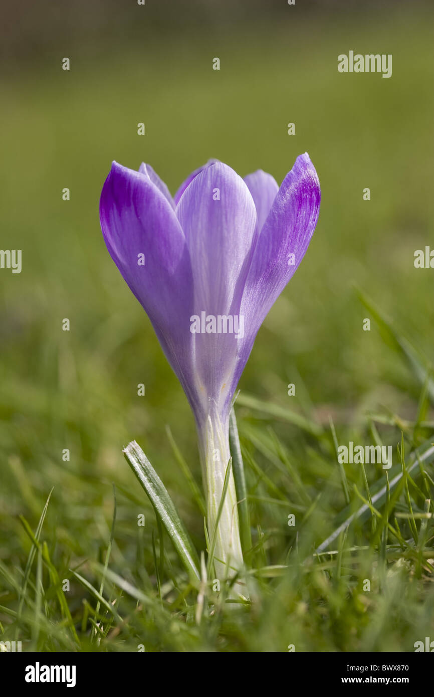 bloom blooms britain british crocus crocuses england english europe ...