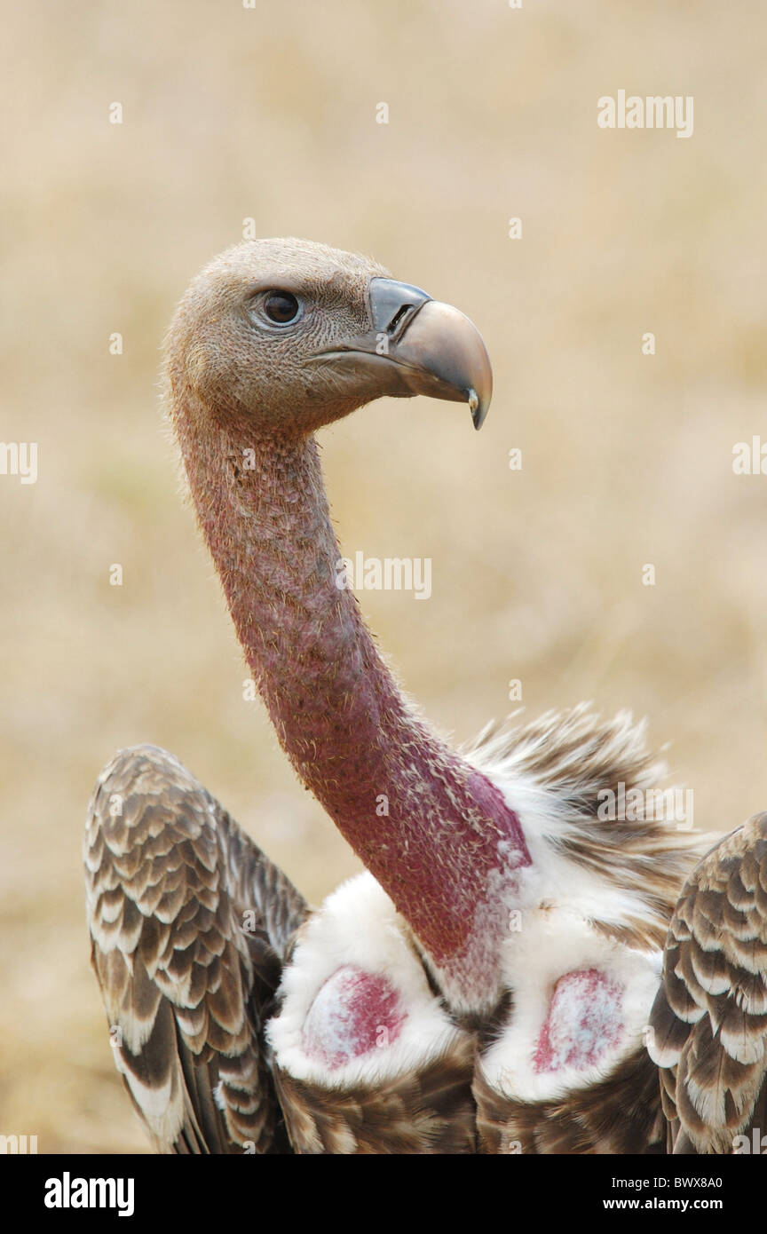 Rueppell's Griffon Vulture (Gyps rueppellii) adult, close-up of head ...