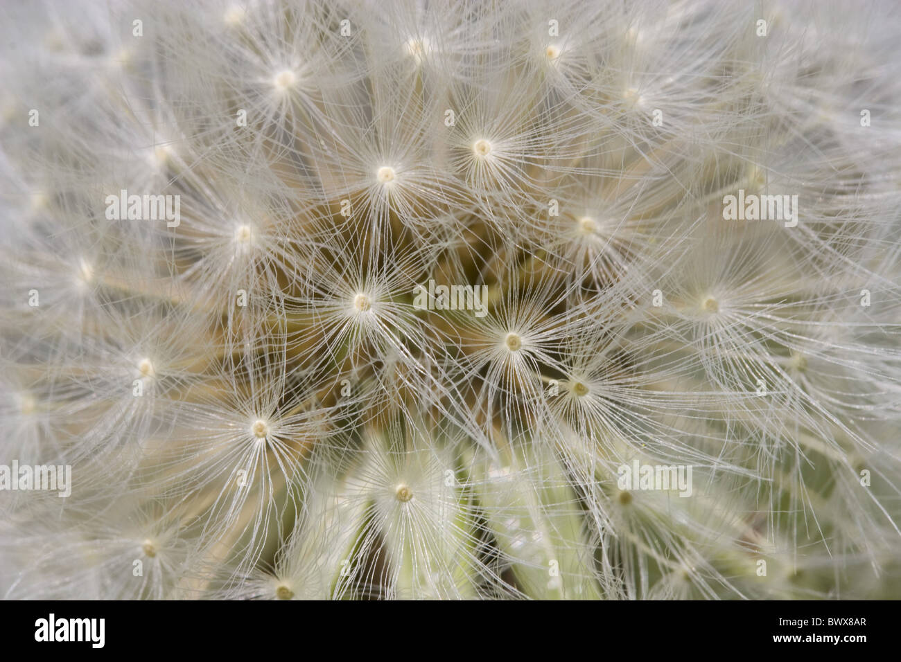 Abstract Abstracts Common Dandelion Dandelions Clock Clocks Taraxacum ...